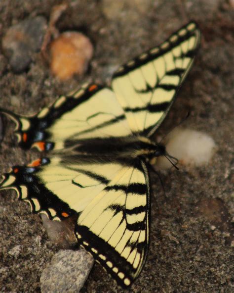 Jericho On Instagram Bugs 🦋 Butter Butterfly Butterflies Bugs