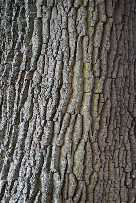 Tree Texture Stock Photo By Jeffkingston On DeviantArt