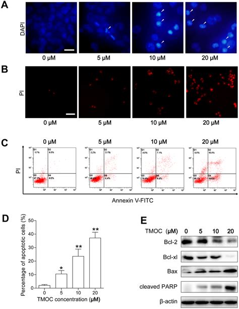 Apoptosis Induced By Tmoc A Dapi Nuclei Staining Was Used To Download Scientific Diagram