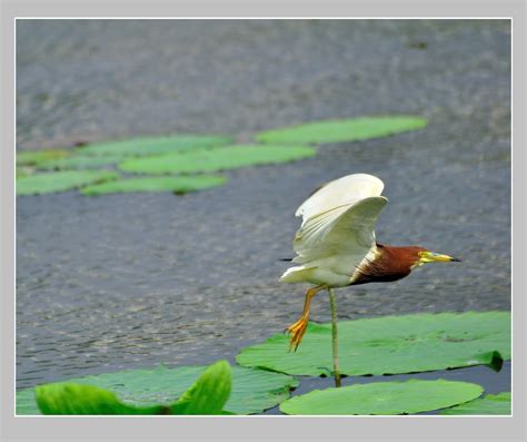 【视觉光影】池 鹭