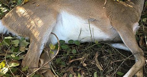 My Dog Killed A Deer In My Backyard Last Night Album On Imgur
