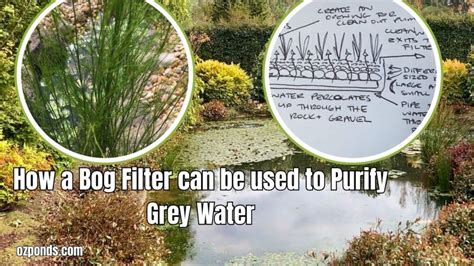 How To Use A Bog Filter To Process Greywater My Experience With A