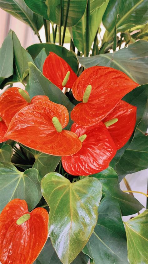 鹅掌红的特征鹅掌文秘苑图库