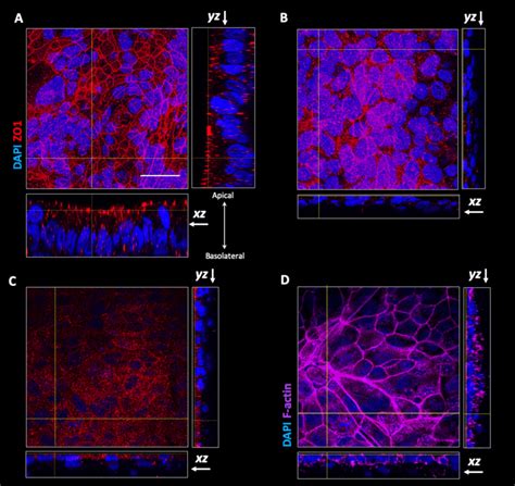 immunofluorescence analysis using confocal microscopy of the 3d tissue