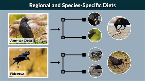 What Do Crows Eat A Complete Guide To Their Diet And Feeding Habits