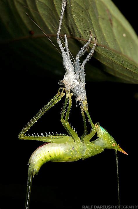 Katydid Life Cycle