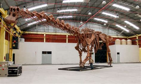 Patagotitan Mayorum Así Nombraron A La Nueva Especie De Titanosaurio