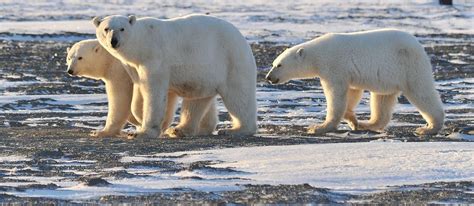 How To Save Polar Bears From Extinction At Susan Tucker Blog