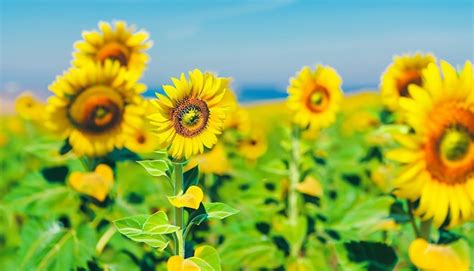 Premium Photo Sunset Over A Sunflower Field Emilia Romagna Italy Europe