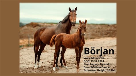 The Majestic Knabstrupper Stud Of Southern Africa Sartor Amadeus Knn