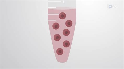 Video عزل الخلايا الجذعية المشتقة من الدهون من الأنسجة الدهنية الفئران