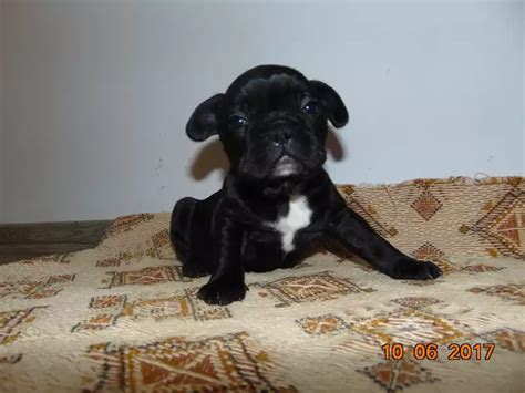 Френски булдог бебета гр Търговище Област Търговище