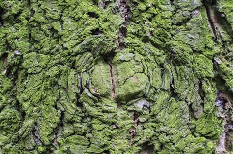 The Texture Of Tree Bark Forms A Circle Stock Image Image Of Primary