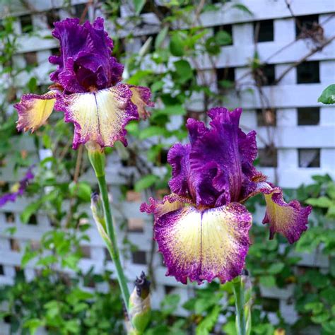 How To Divide Iris In Spring Flower Patch Farmhouse