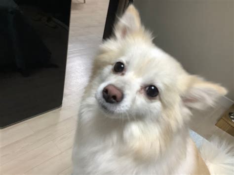 강아지 고양이 합사 지식in