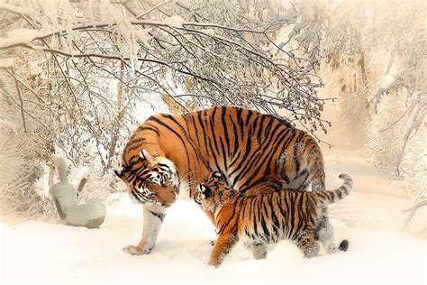 More Than One Million Species Are Facing Extinction Within Our Lifetime