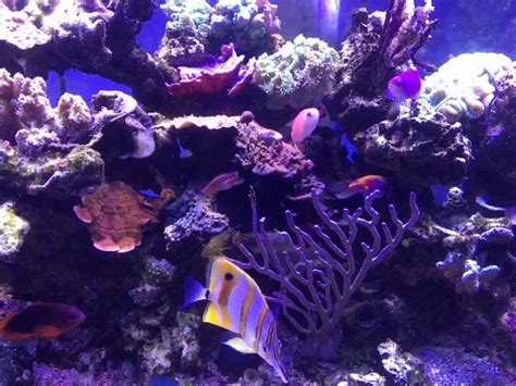 Sps And Nitrate Where Do You Keep It Reef2reef