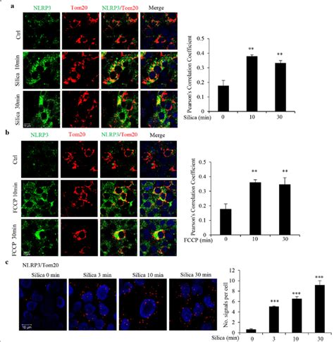 Silica And Fccp Rapidly Induce Nlrp3 Recruitment To Mitochondria In Download Scientific Diagram