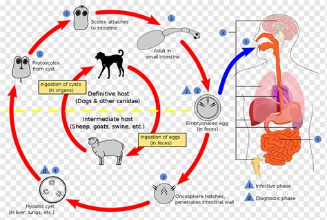 Echinococcus Multilocularis Life Cycle