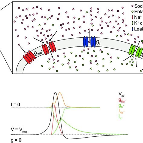 visual representation of the function of a hodgkin huxley model a on