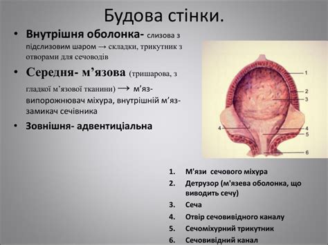 Анатомія сечовидільної системи