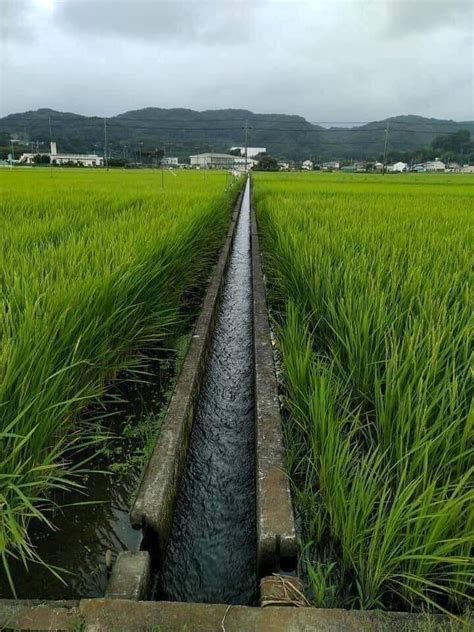 ️စပါးနီတို ကာကွယ်နည်းအ‌ကြောင်း Hatake ဇီဝေျမႀသဇာ Facebook