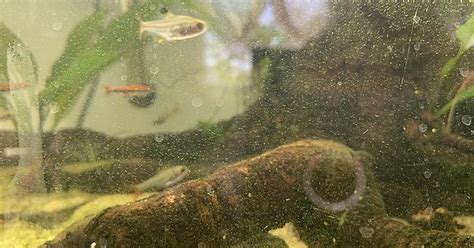 Cause For Green Spots Of Algaebacteria Album On Imgur