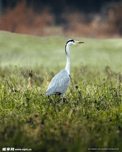 灰鹭摄影图鸟类生物世界摄影图库昵图网