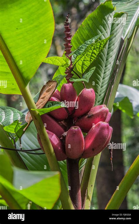Red Banana Leaf Plant