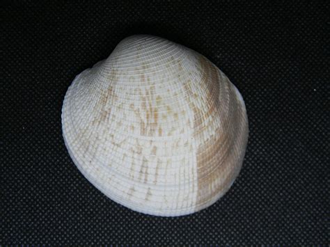 Sea Shell Specimen Menu Jurassic James