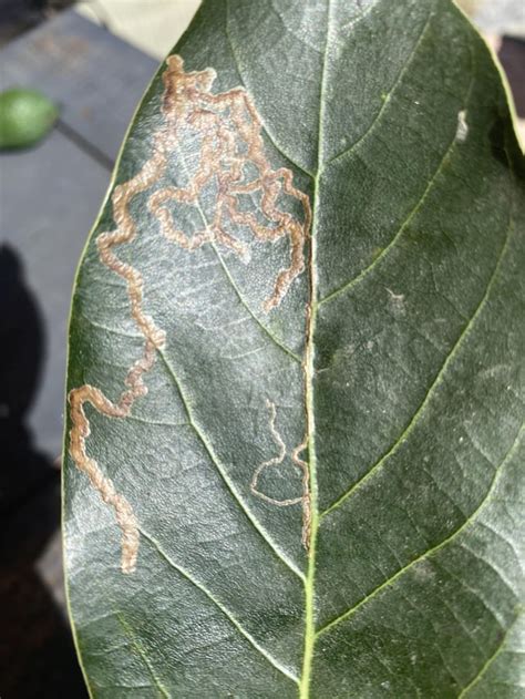 Avocado Tree Pests Rbackyardorchard