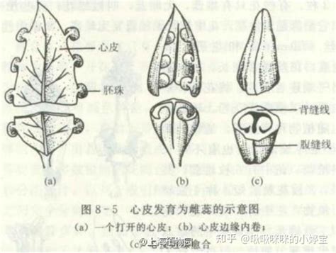 根茎叶花叶果实种子形态 知乎