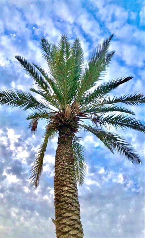 يا غارس النخل الأصيل على المدى