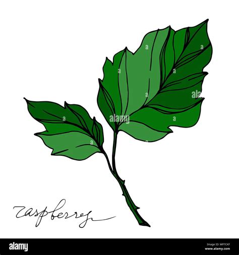 Vector Raspberry Leaf Isolated Element Black And White Engraved Ink Art Stock Vector Image