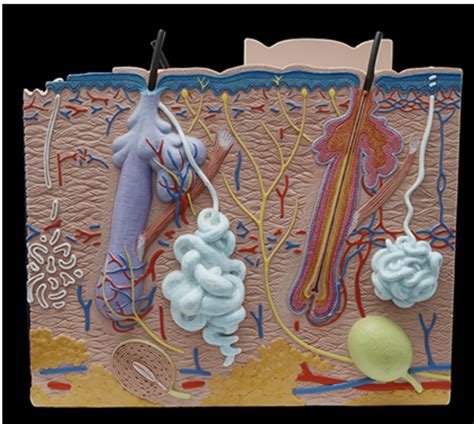 Lab Practical 1 Integumentary System Diagram Quizlet