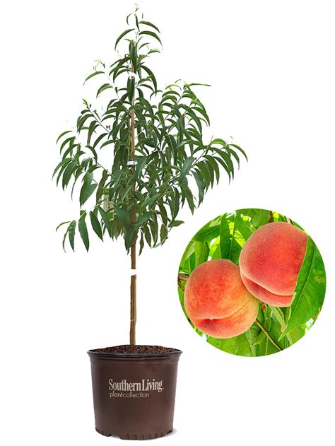 Peach Trees Southern Living® Ruby Princess Plant Me Green