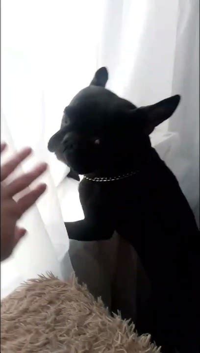 Французский бульдог Собака сестры Арчи Маленький жулик Youtube