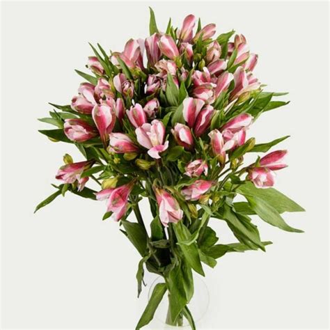 Астромерія рожева - купити квіти у Львові Family-flowers