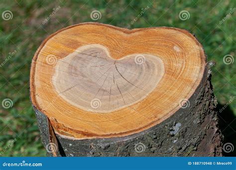 Tree Trunk With Love Heart Growth Rings Stock Photo Image Of Growth Shape 188710948