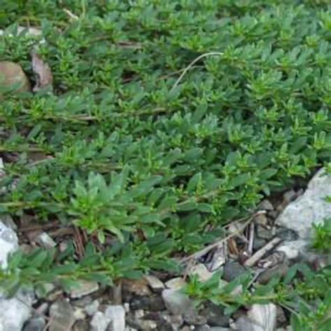 Myoporum Parvifolium Pink Creeping Boobialla Siteone