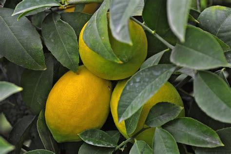 Where Do Lemons Grow Best Garden Eco