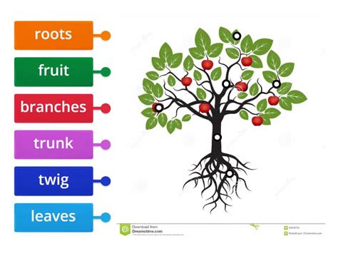 Label The Parts Of A Tree Labelled Diagram