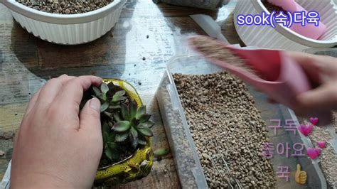 식물이좋아요인기동영상숙다육티비다육식물 다육이키우기 다육이들 다육이 多肉植物 Succulents 초보다육 힐링