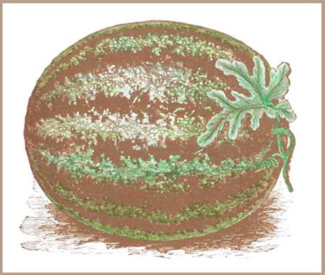 The 5000 Year Secret History Of The Watermelon National Geographic