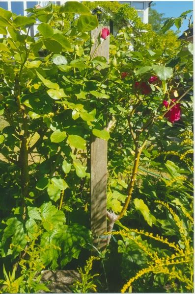 Whats The Difference Between Shrub Roses And Bush Roses Mumsnet