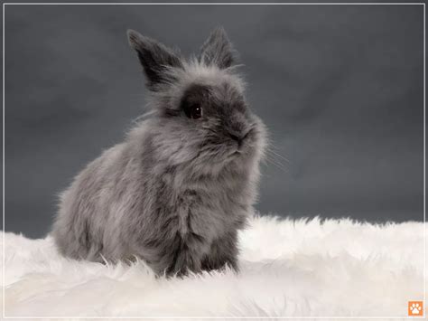 Colors Of Lionhead Rabbits