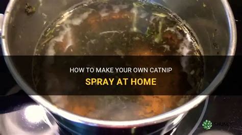 How To Make Your Own Catnip Spray At Home Shuncy