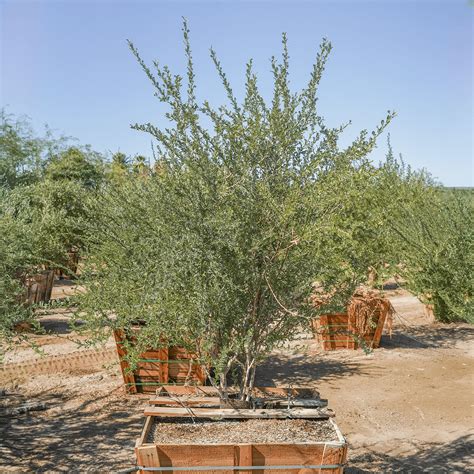 Moon Valley Nurseries