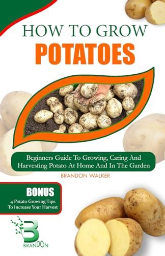 How To Grow Potatoes Beginners Guide To Growing Caring And Harvesting