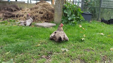 Moesker S Moestuin Indische Dames En Tante Lien